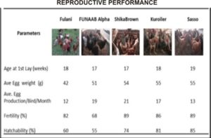 Funaab Alpha: Chicken Breed Developed By Funaab Professor – Justagric
