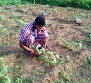 Pre-Planting And Post-Planting Operations in Agriculture – Justagric