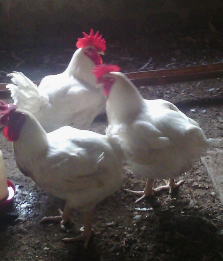 Identify Eleven (11) Chicken Breeds With Pictures – Justagric