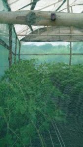 Greenhouse Farming: Types, Material, And Management – Justagric