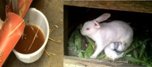 How To Use Rabbit Urine As Organic Fertilizer & Pesticide – Justagric