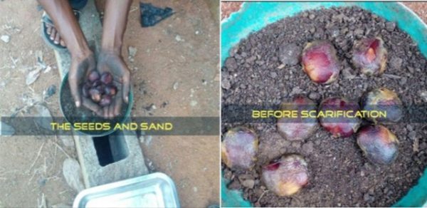 How To Plant Ugu Vegetable: A – Z Pictorial Guide – Justagric