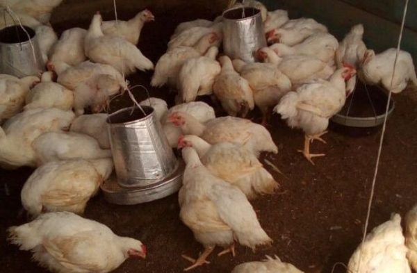 7 Keys To Raising Chickens In Deep Litter System Successfully – Justagric