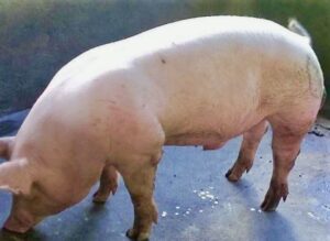 Characteristics That Make Large White Pig Profitable To Rear – Justagric