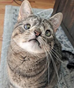 Signs & Abnormalities Linked To Down Syndrome In Cats - Justagric Pets