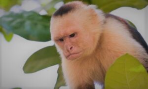 Getting Monkey Permit: The Cost and Requirements - Justagric