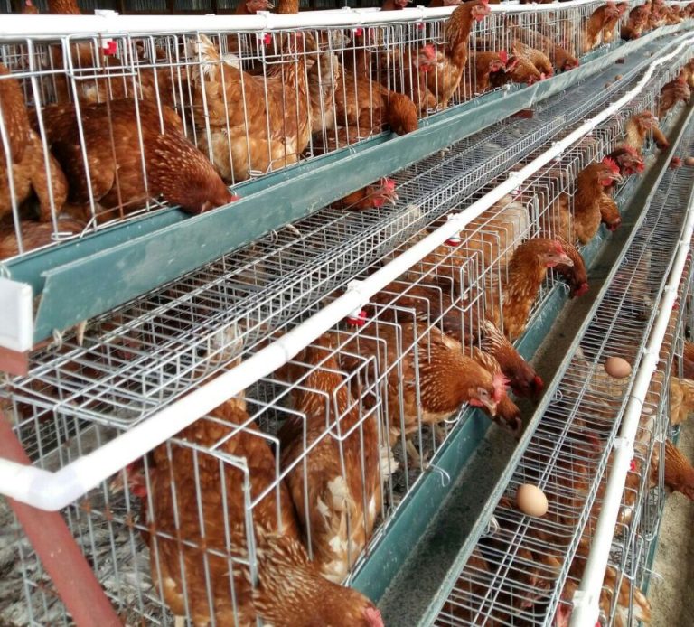 Difference Between Starter, Grower, And Finisher Chicken Feeds – Justagric