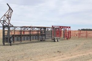 Cattle Restraint Equipment: Design, Types, and Prices – Justagric