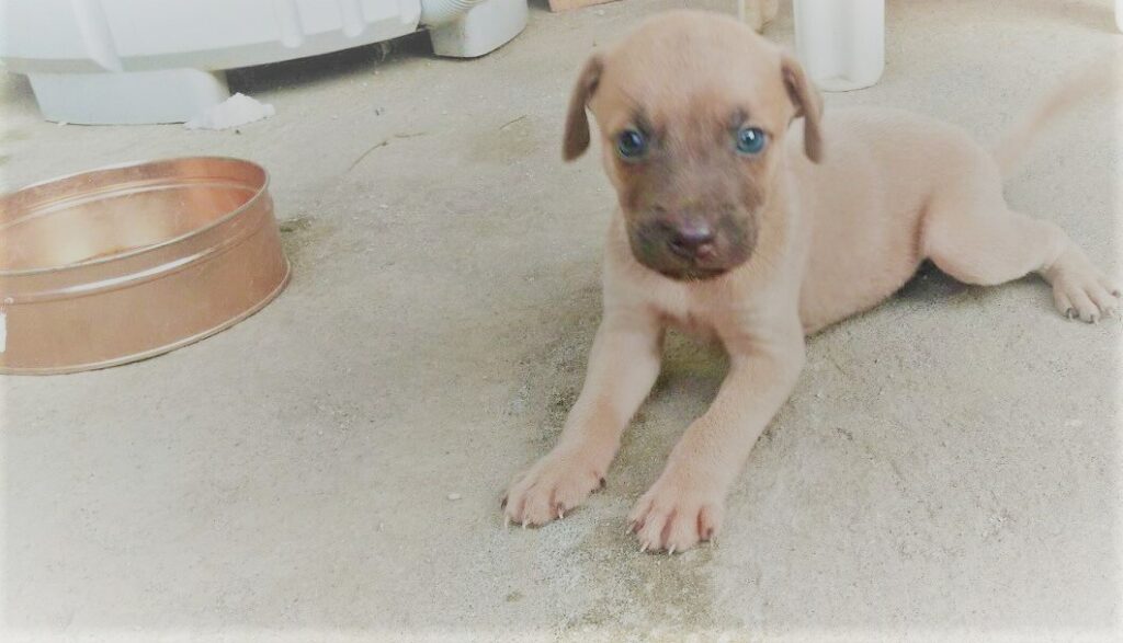What Can A 1 Month Old Puppy Eat Homemade Food More Justagric