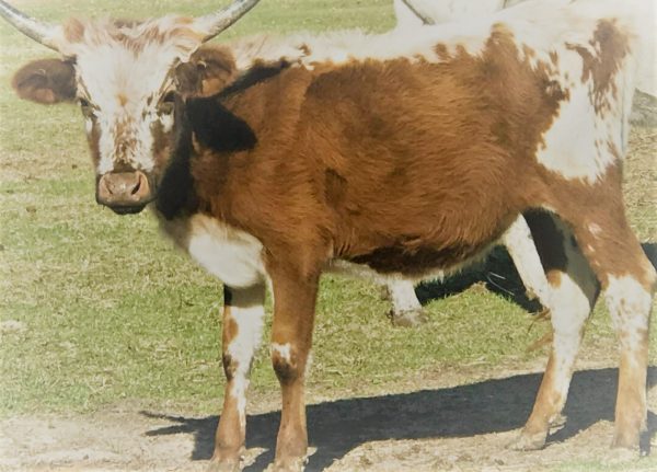 How Much Does A Mini Cow Cost: Breeds, Advantages & More - Justagric