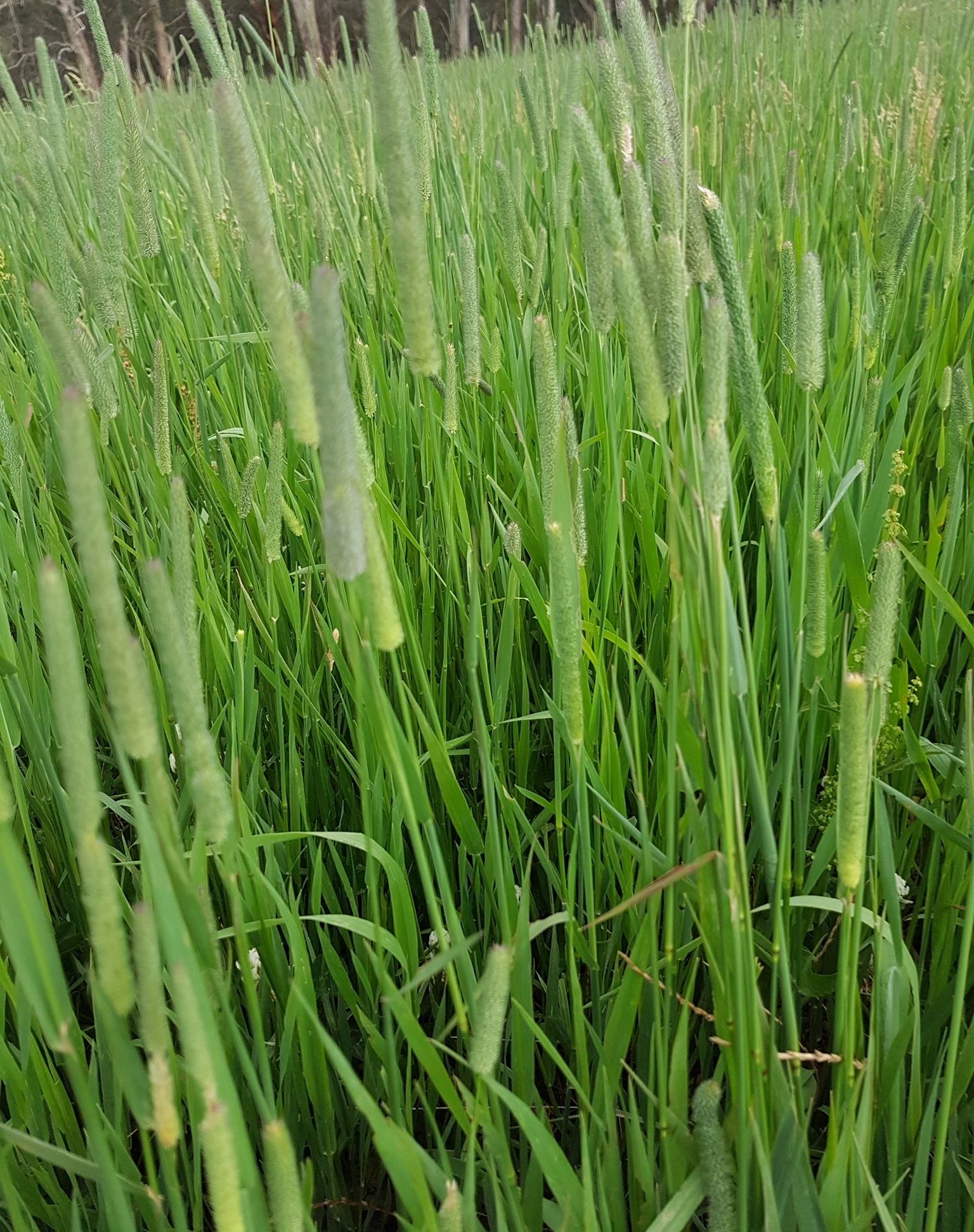 Five (5) High-Protein Grass For Cows – Justagric