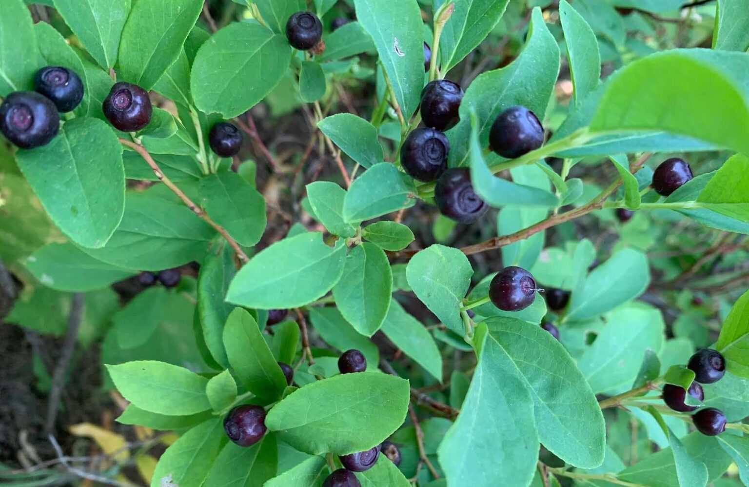 Six (6) Berries That Grow On Trees That Look Like Blackberries ...