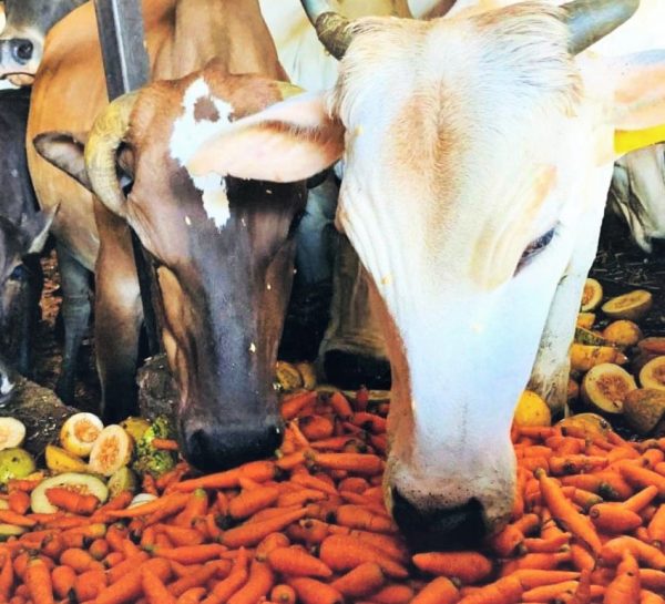 List of 12 Fruits Cows Can Eat as Treats and Snacks – Justagric