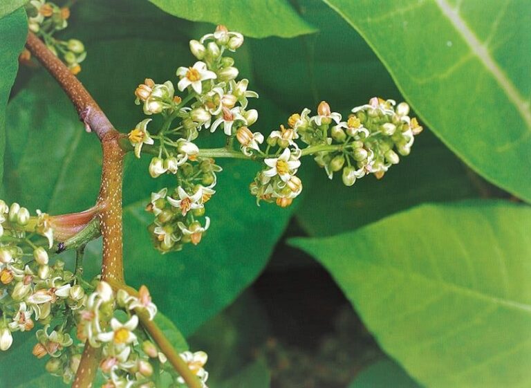Does Poison Ivy Have Purple Flowers: Description of Parts – Justagric