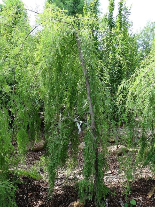 Five (5) Types of Cypress Trees For Landscaping (Pictures) - Justagric
