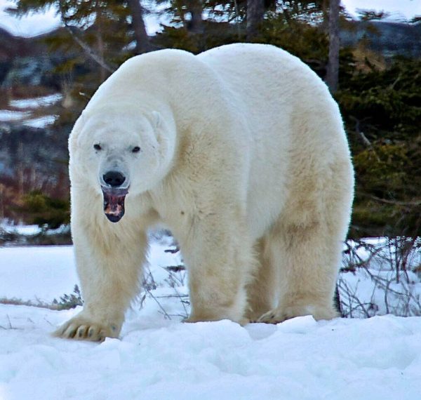 What Is The Diet Of A Polar Bear? Eating Habits – Justagric