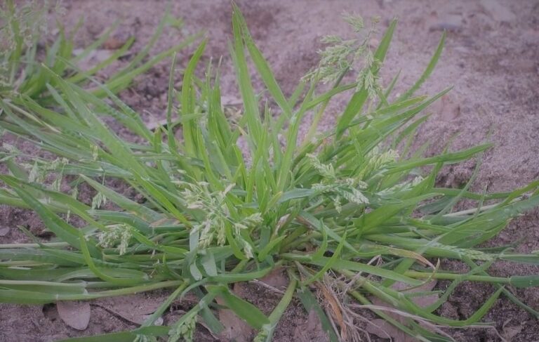 Eight (8) Best Pre-Emergent For Poa annua: Application Guide – Justagric