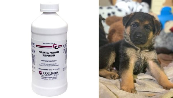 Strongid Dewormer For Dogs: Dosage & Usage Guide – Justagric