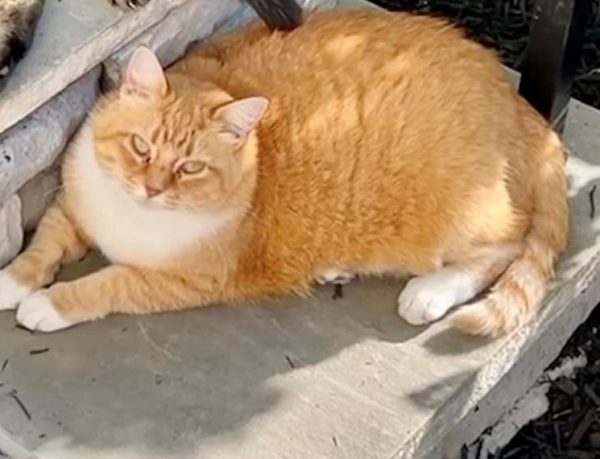 Treatment Guide For Underweight and Overweight Cat - Justagric