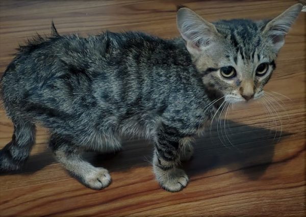 Treatment Guide For Underweight and Overweight Cat - Justagric