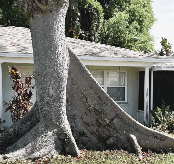 7 Unique Adaptations of the Kapok Tree In The Rainforest - Justagric