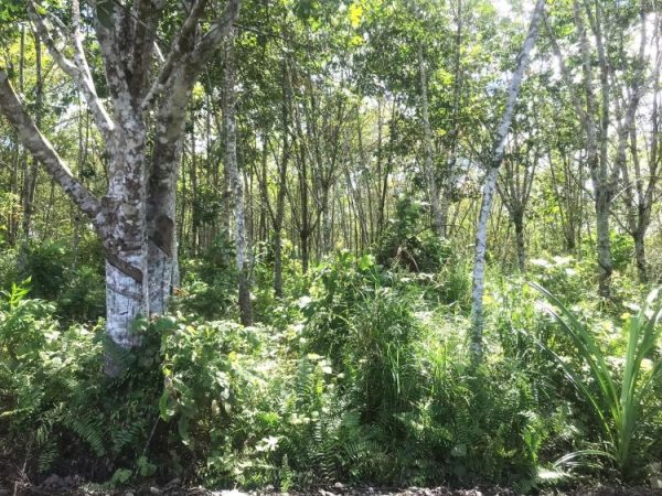 How Does The Rubber Tree Adapt To The Rainforest - Justagric