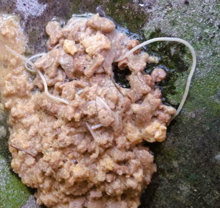 Four Main Worms In Dog Poop (With Pictures) & Their Treatments – Justagric