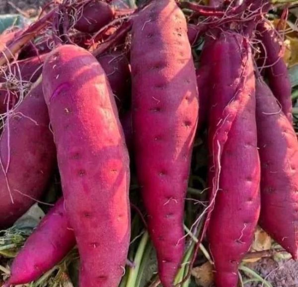 7 Animal Species That Eat Sweet Potatoes: Birds, Mammals & Others ...