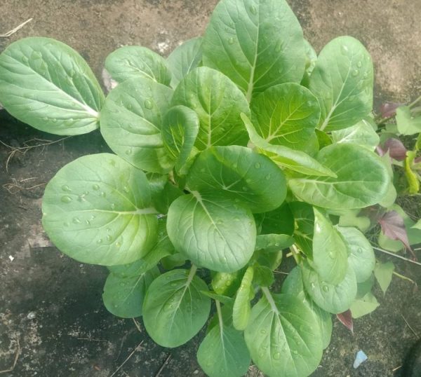 Best Fertilizers For Pechay; Their Applications Guidelines – Justagric