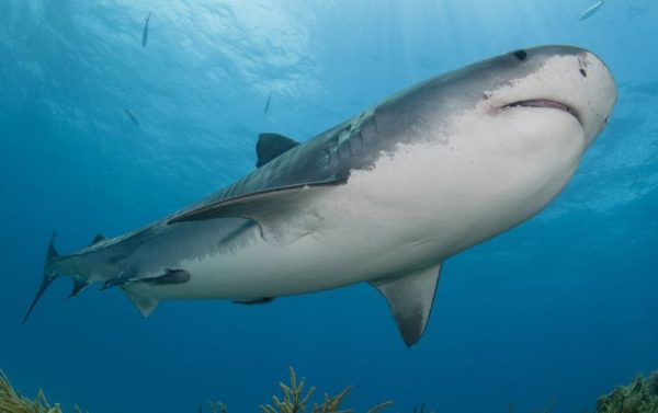 How Do Tiger Sharks Sleep: Sleeping Habit & Patterns - Justagric